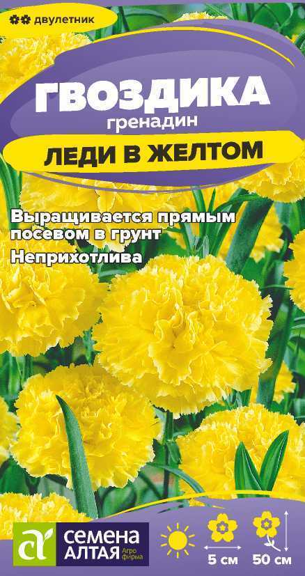 Гвоздика
